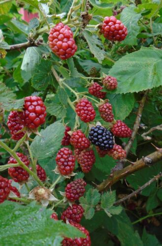 Black Raspberries vs Blackberries – Mother Earth News